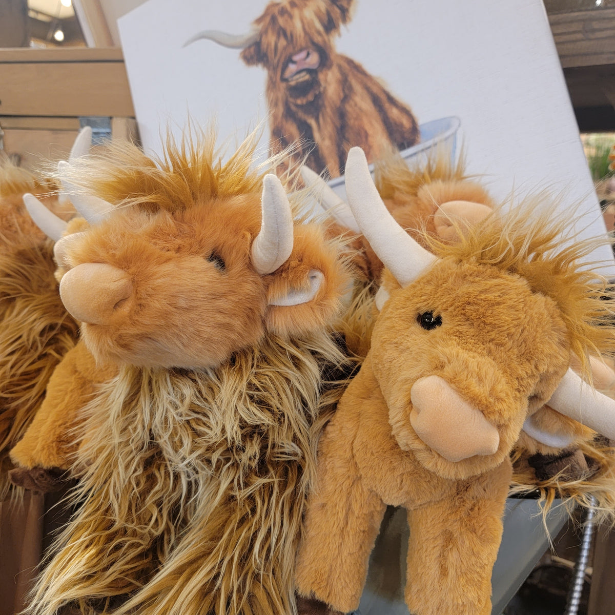 Highland cow – Fancy That! Prescott